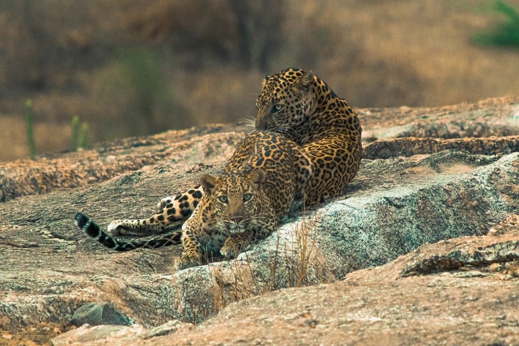 India Jawai Leopard Hills Sanctuary and Camp Rajasthan