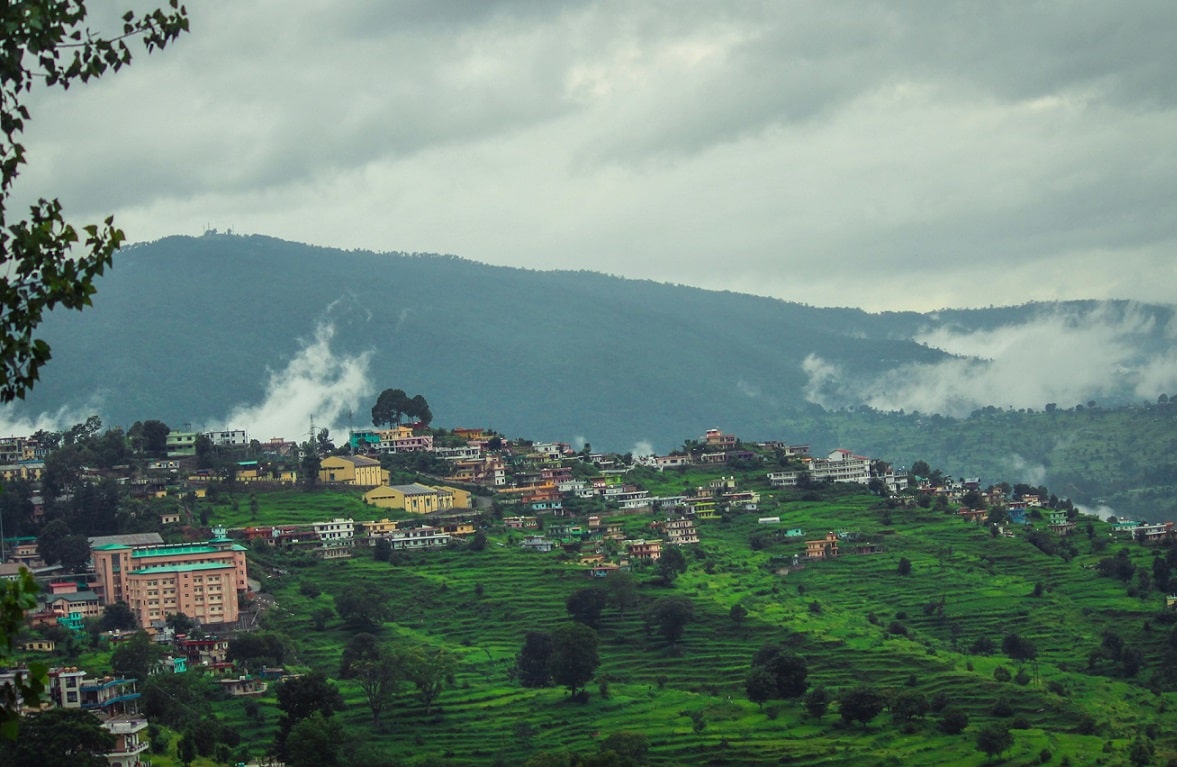 オリーブ フラントイオ 約120cm 【オリーブの木 シンボルツリー】 57