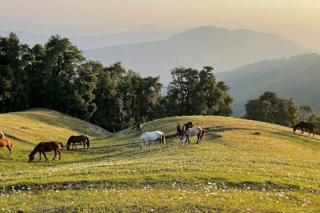 Nag Tibba Trek, Best Time for Nag Tibba Trek, Nag Tibba Night, Camping ...